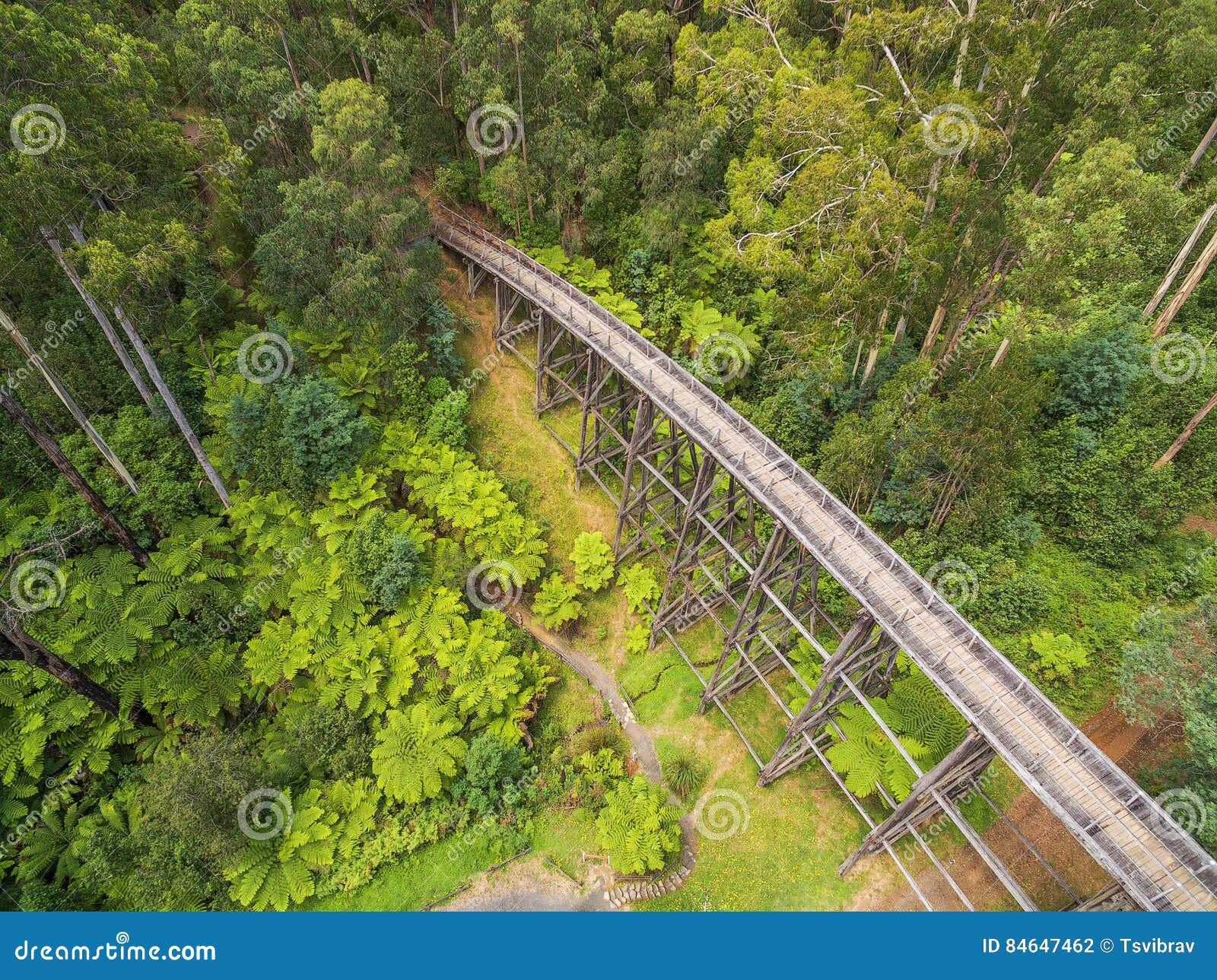 Vintage Trestle Bridge In Australian Eucalyptus Forest. Stock ...
