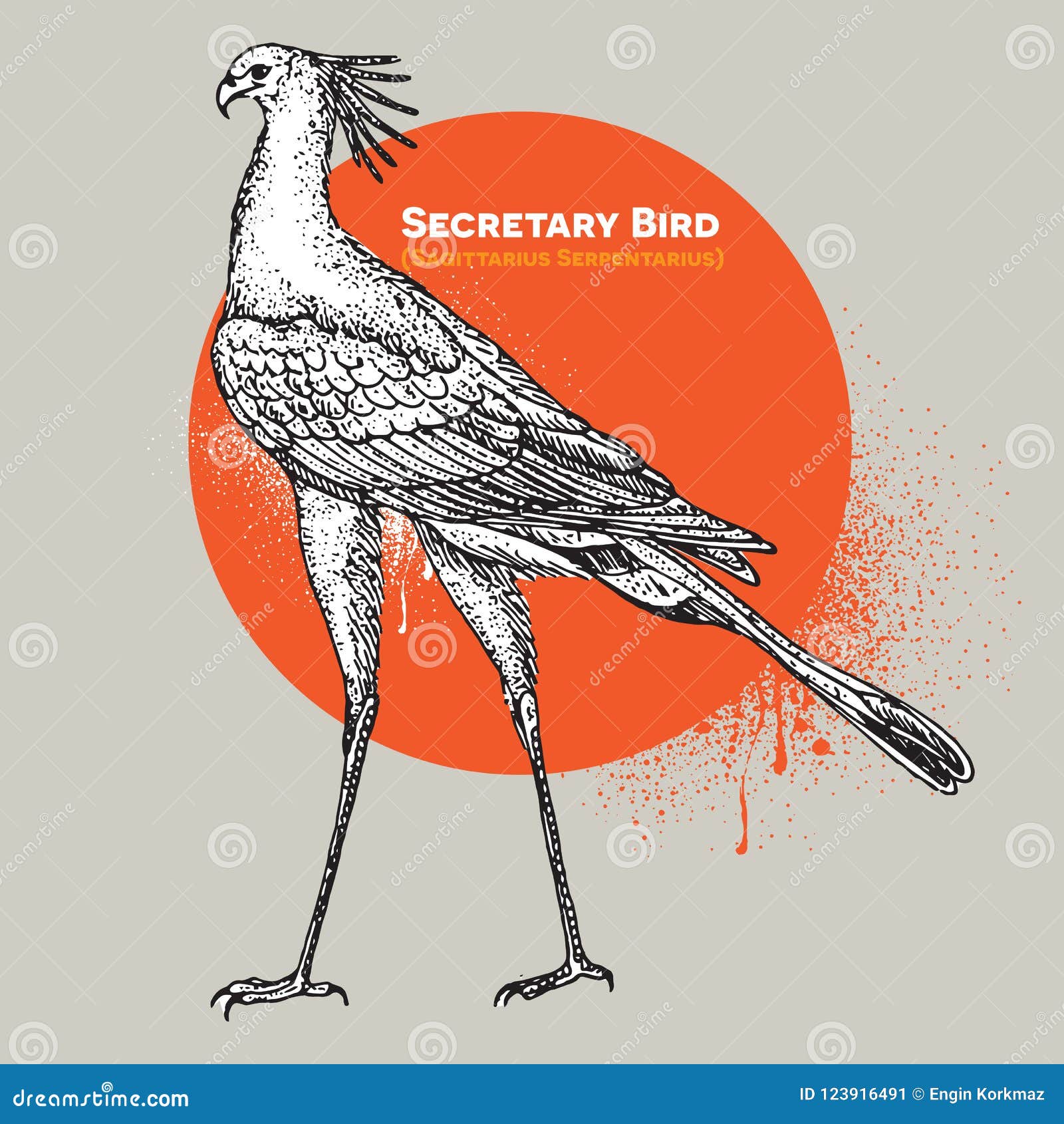Vintage Vector Engraving of a Single Secretary Bird Stock Vector ...