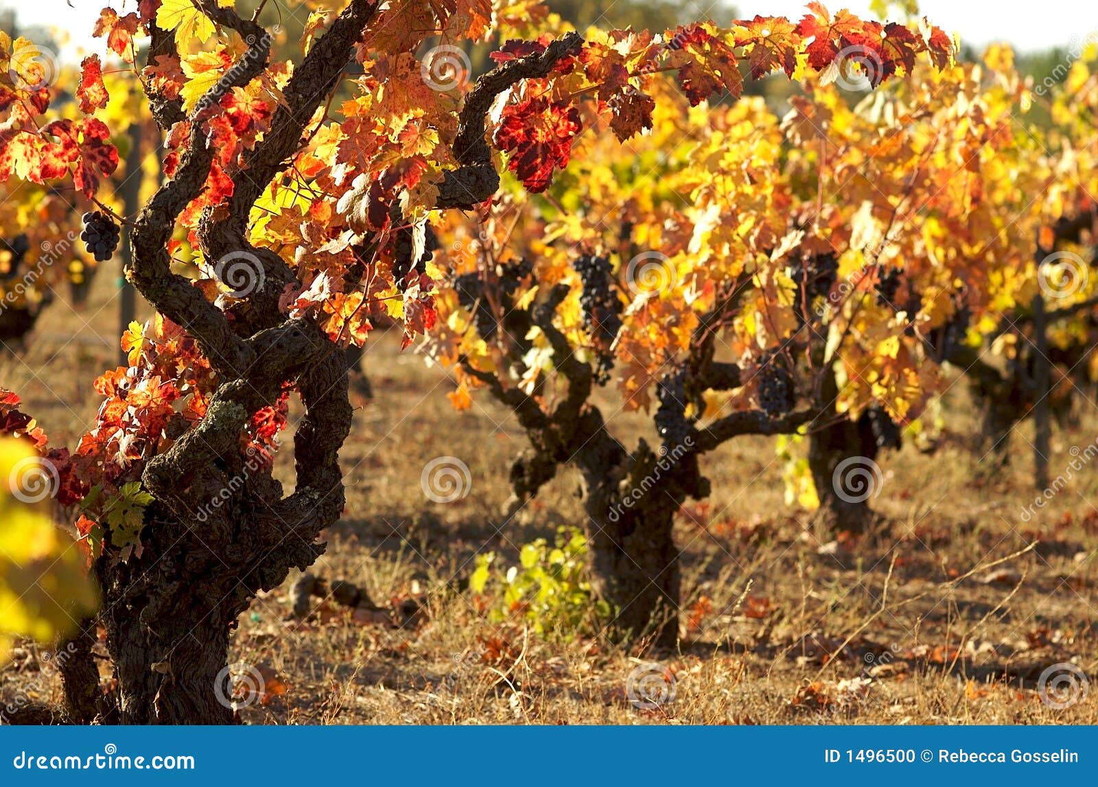 8,398 Vintage Vines Stock Photos - Free & Royalty-Free Stock Photos ...