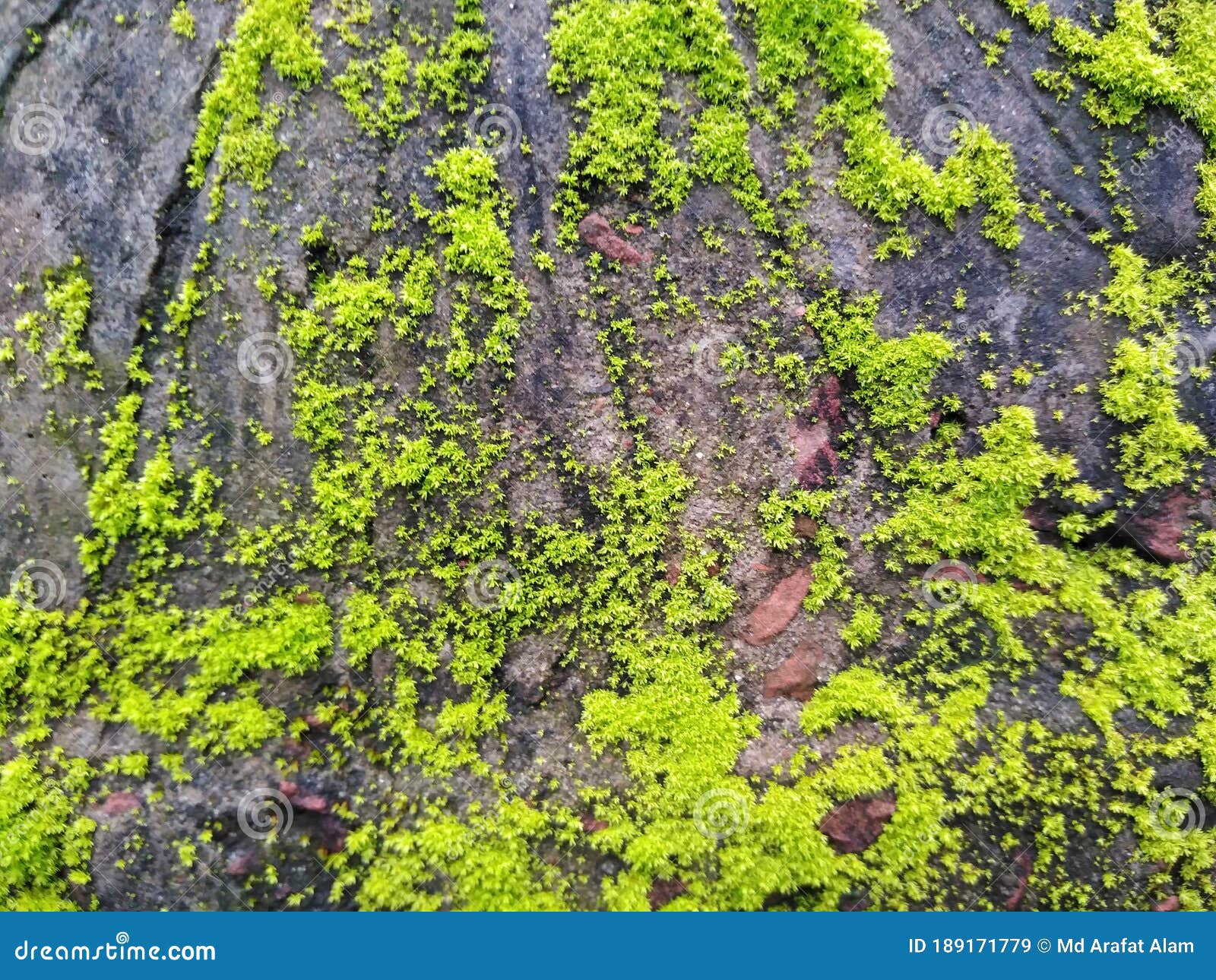 Algae On A Wall In A Rainy Season Pune Maharashtra India. Royalty-Free ...