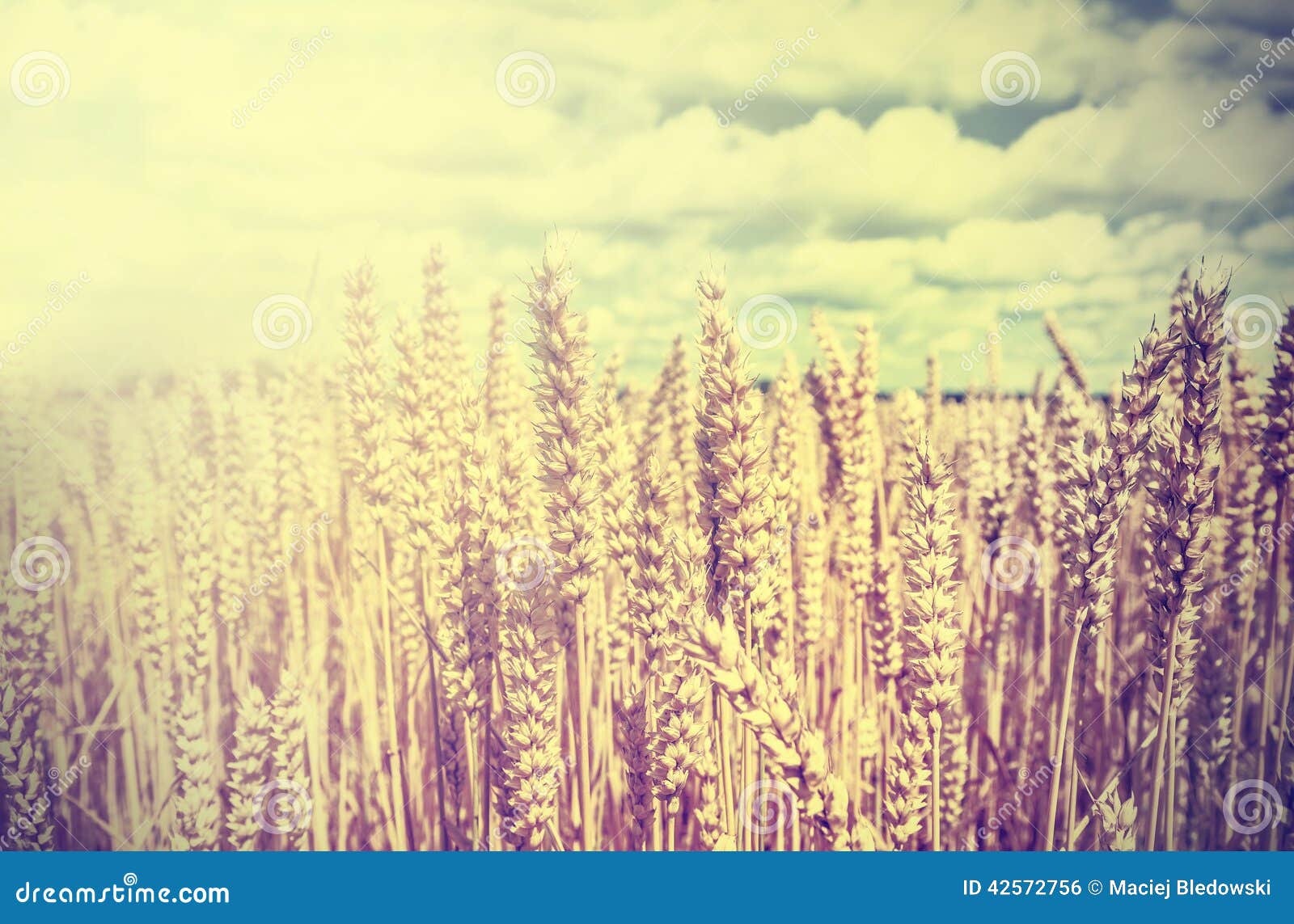 Vintage Wheat Field Retro Background. Stock Photo - Image of background ...