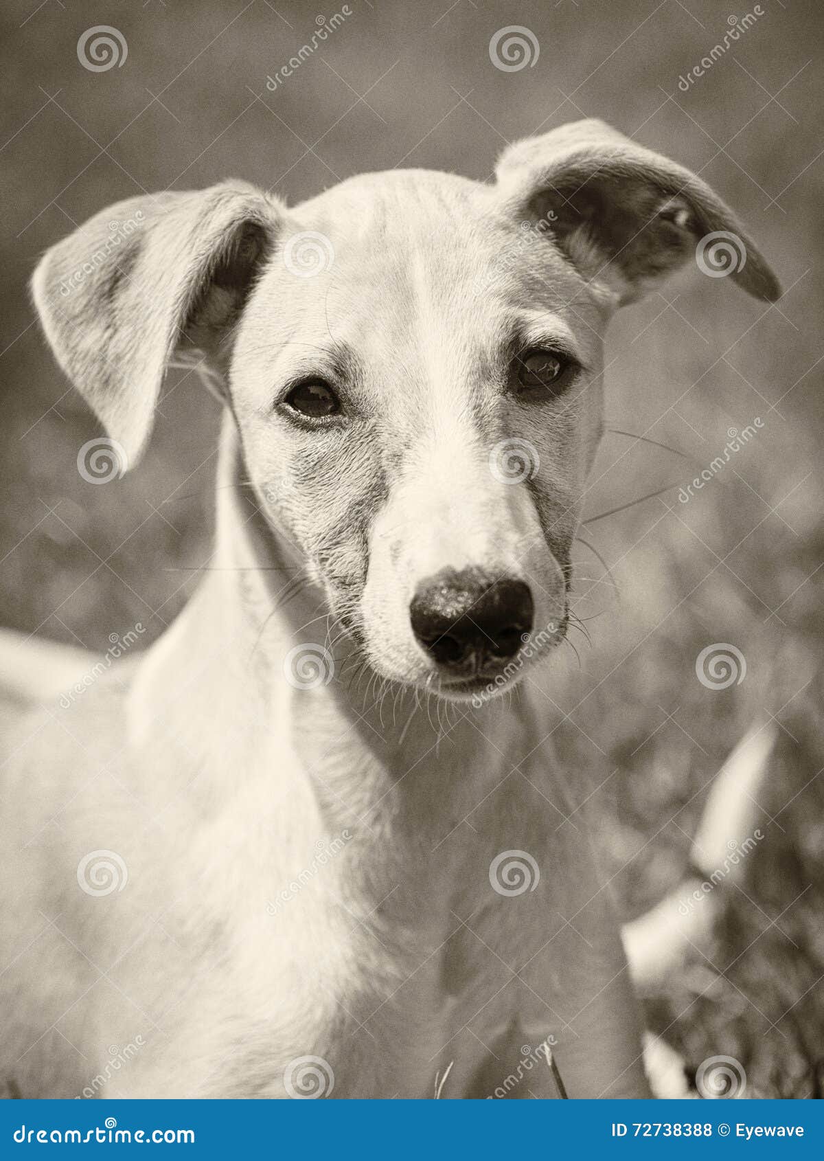 Vintage Whippet Puppy Portrait Stock Photo - Image of whippet, puppy ...