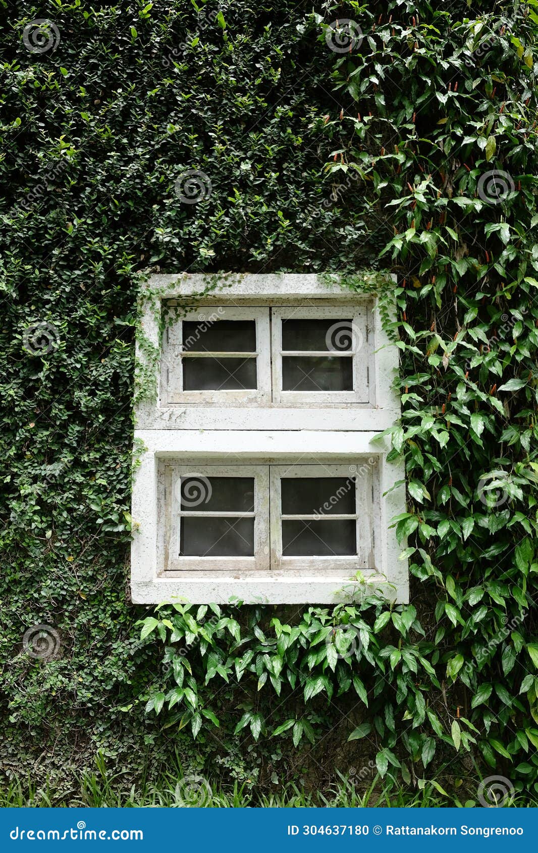 Vintage White Window on Ivy Green Leaf Wall Background Stock Photo ...