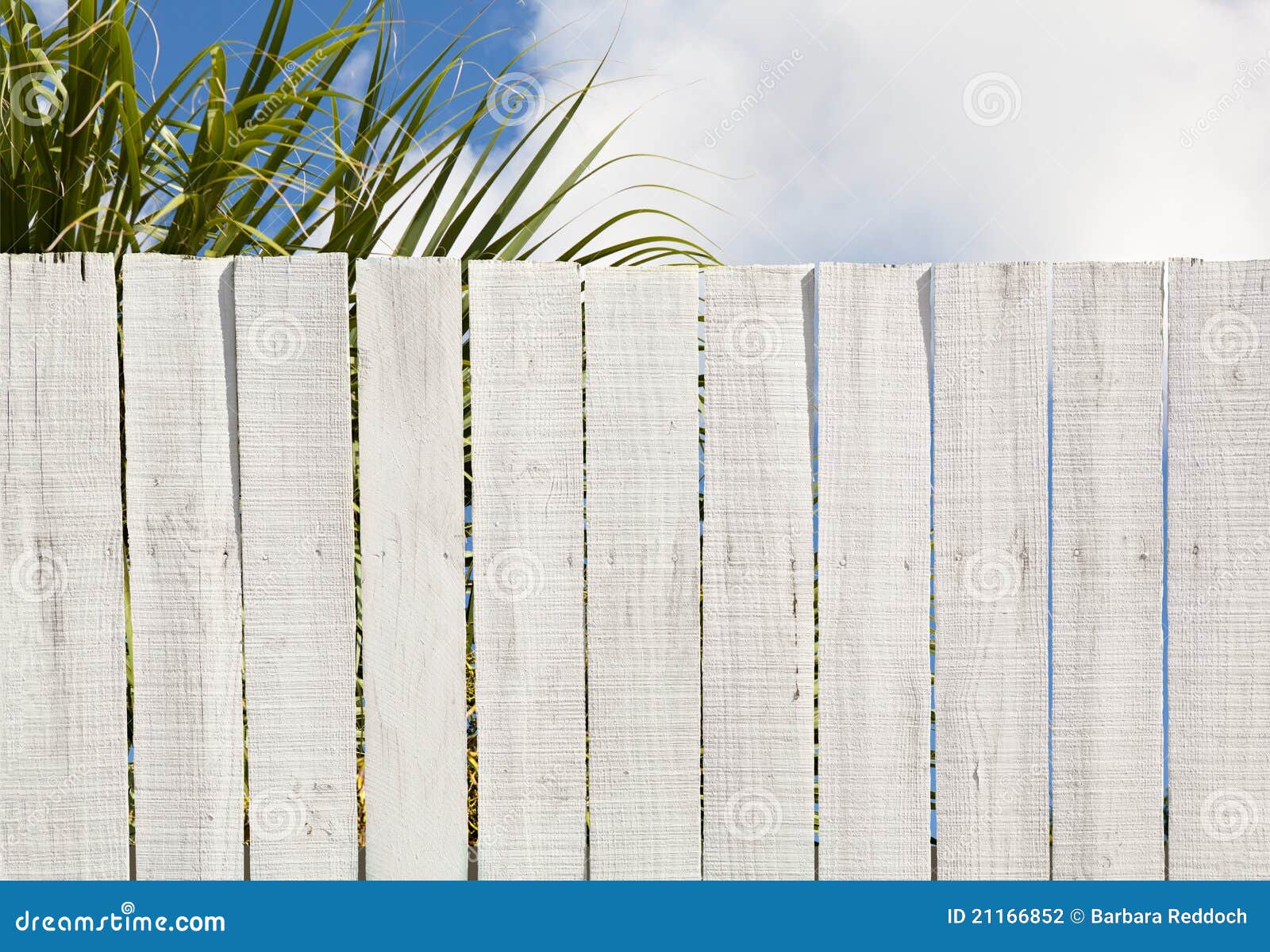 Whitewashed Fence