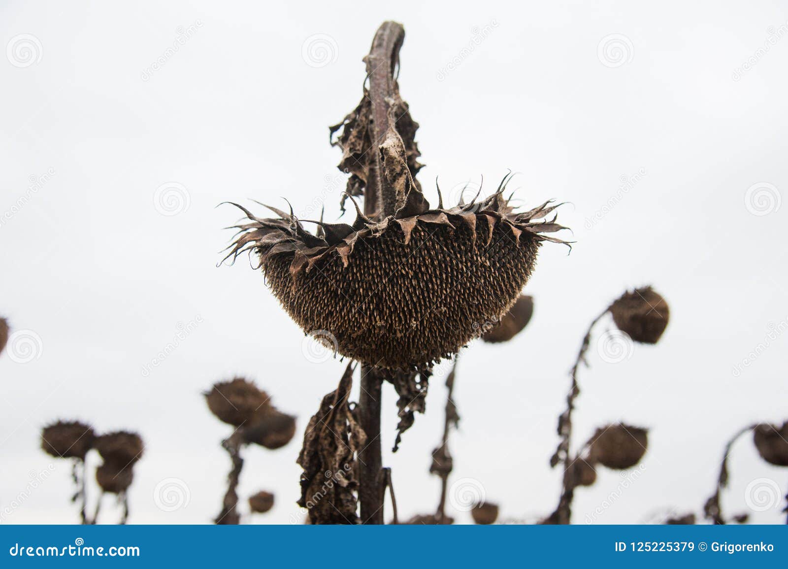 Vintage Withered Sunflowers in the Field Stock Image - Image of ...