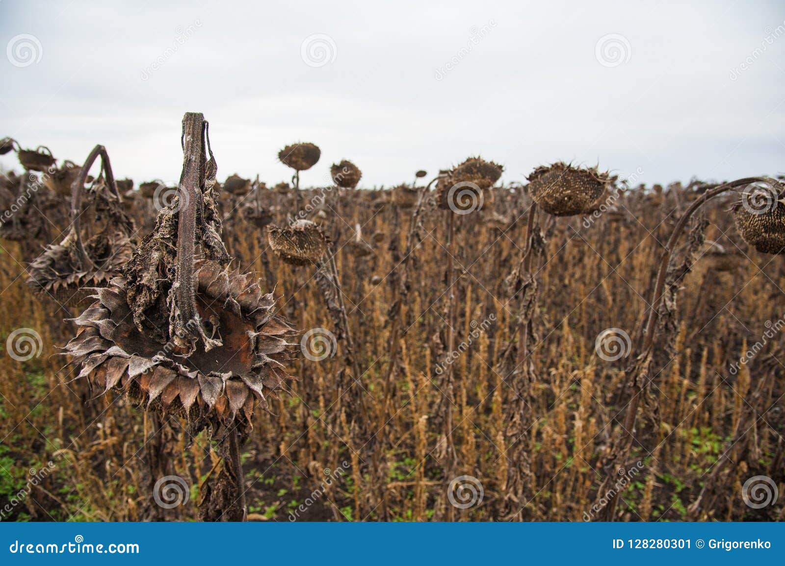 Vintage Withered Sunflowers in the Field Stock Image - Image of harvest ...