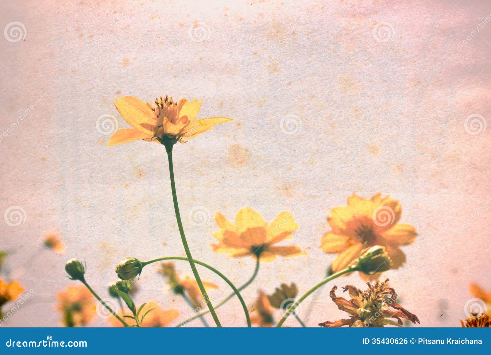 Vintage Yellow Flowers on Old Paper Stock Photo - Image of summertime ...