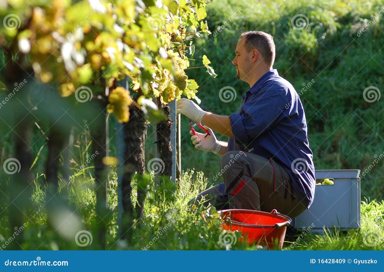 Vintner en el wineyard imagen de archivo. Imagen de bebida - 16428409