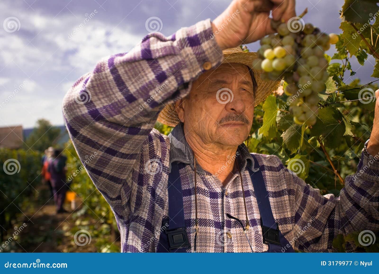 Vintner examining grapes stock image. Image of aged, outdoors - 3179977