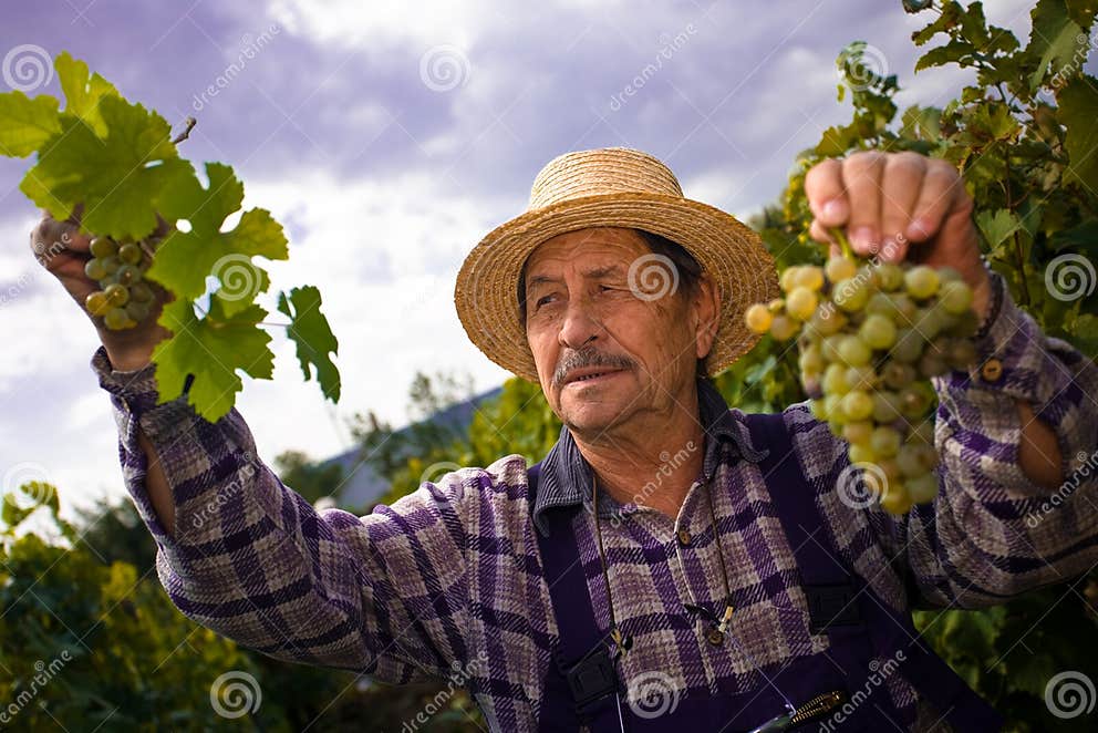 Vintner examining grapes stock photo. Image of vine, france - 3179980