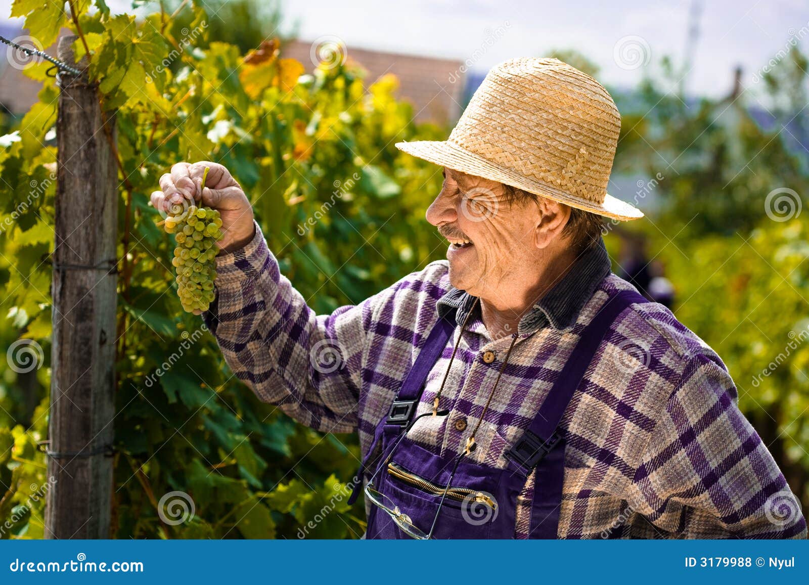 Vintner examining grapes stock photo. Image of senior - 3179988