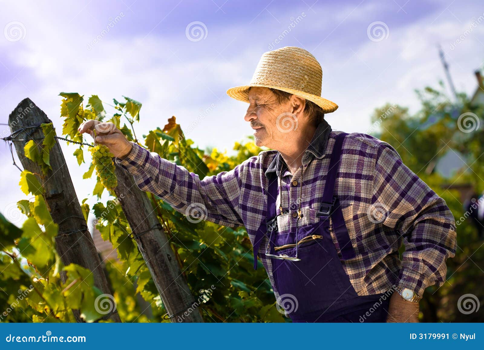 Vintner examining grapes stock image. Image of straw, winery - 3179991