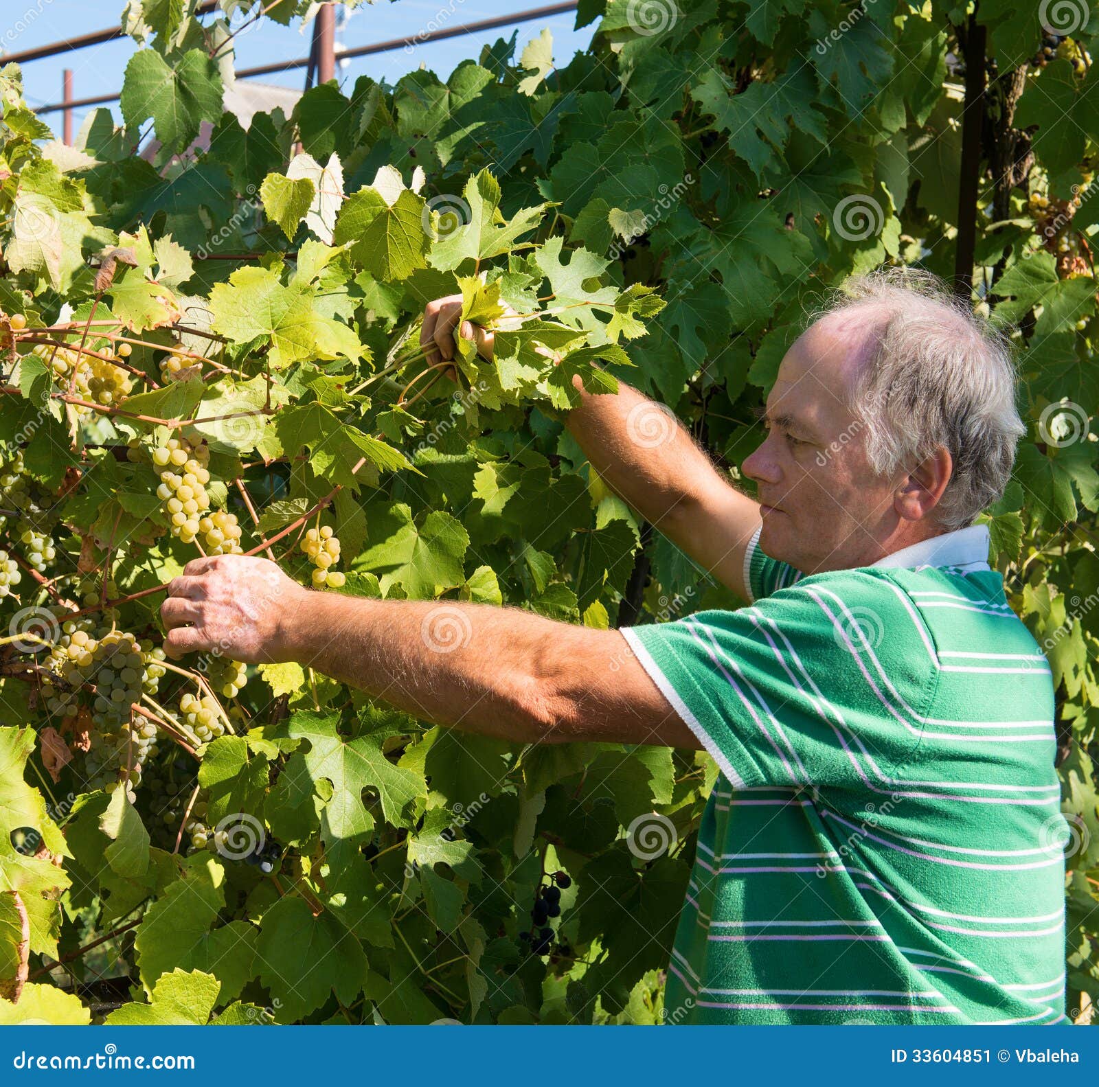 Vintner Harvesting a Bunch of Green Grapes Stock Image - Image of vine ...