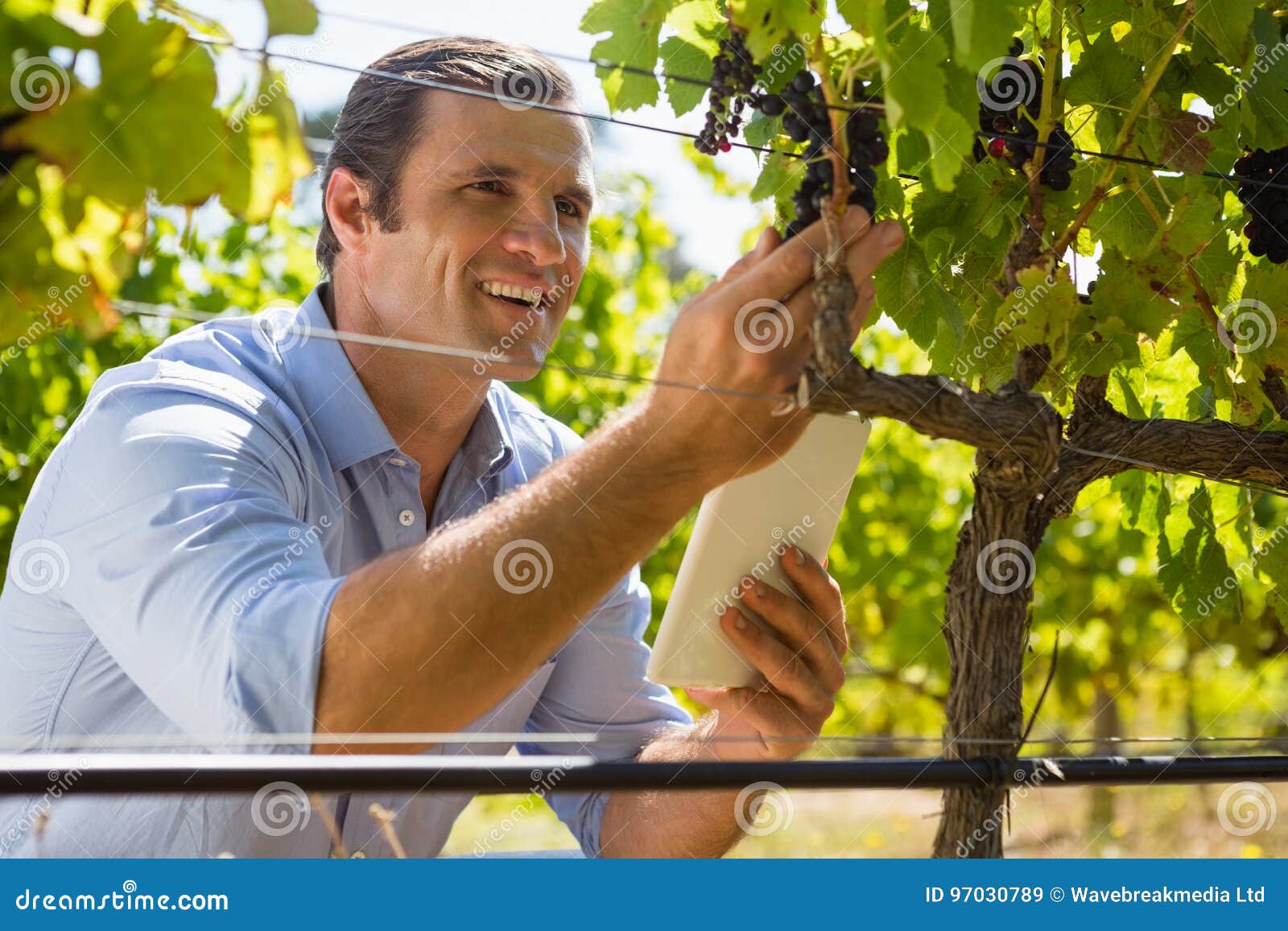Vintner Holding Mobile Phone while Examining Grapes Stock Image - Image ...