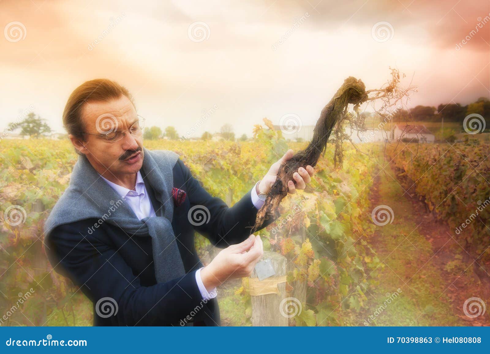 Vintner inspecting vine editorial stock photo. Image of vineyard - 70398863