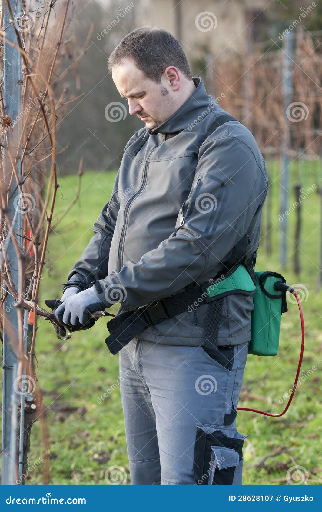 Vintner is Pruning in the Vineyard Stock Image - Image of farmer, worker: 28628107
