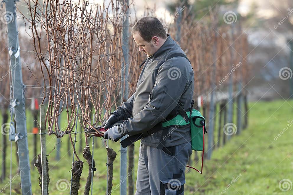 Vintner is Pruning in the Vineyard Stock Photo - Image of migrant, closeup: 28628128