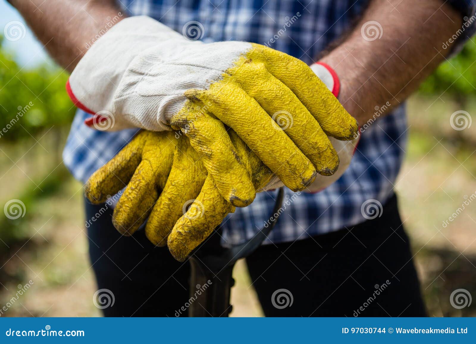 Vintner Standing with Shovel in Vineyard Stock Photo - Image of ...