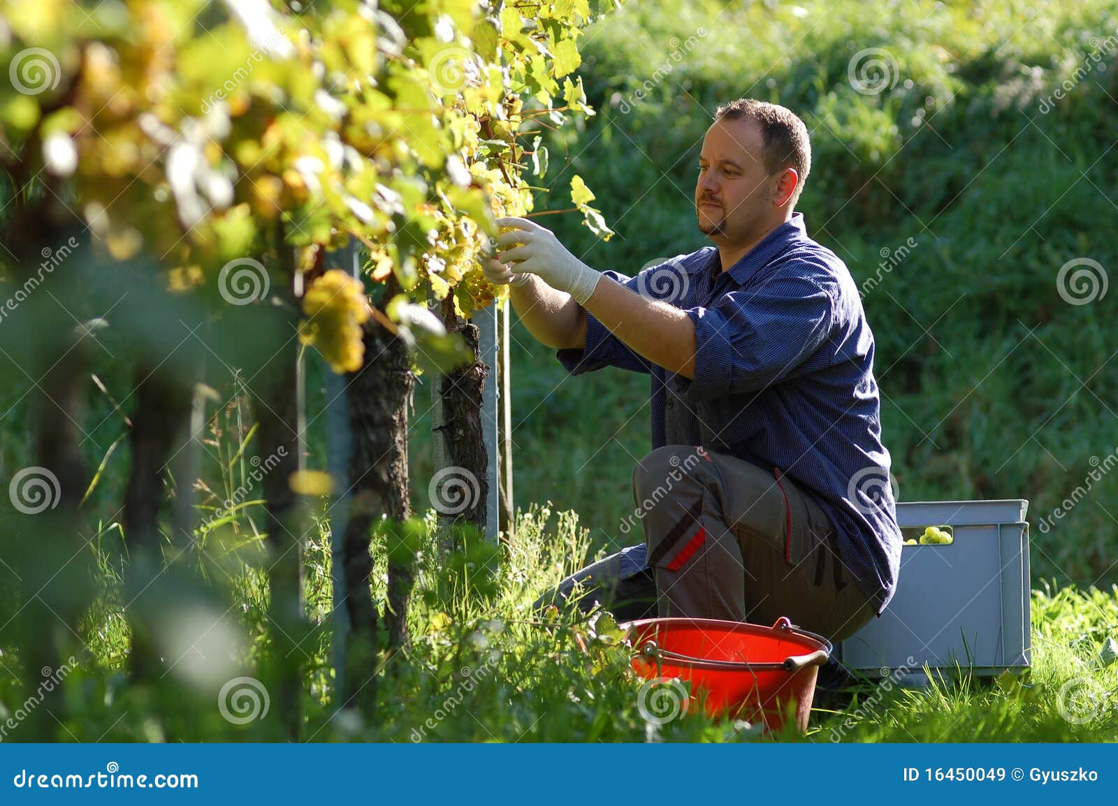 Vintner in the vineyard stock image. Image of berry, farmer - 16450049