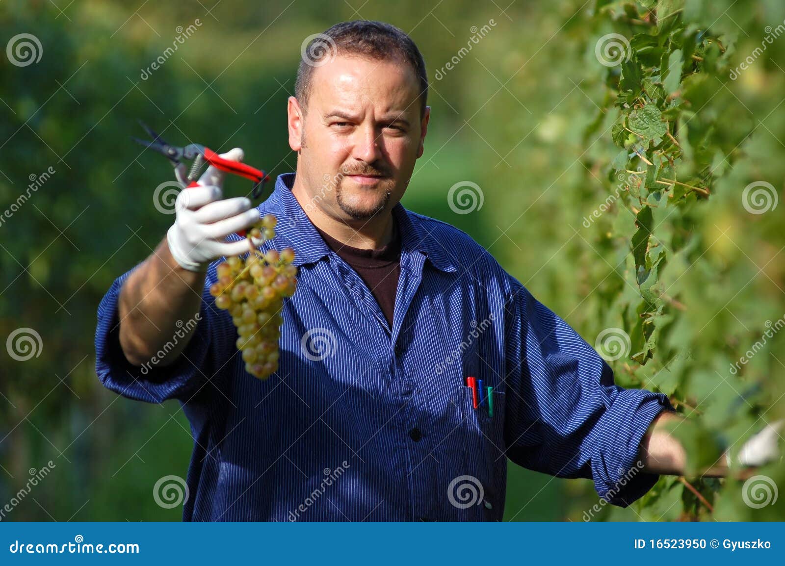 Vintner in the vineyard stock photo. Image of champagne - 16523950