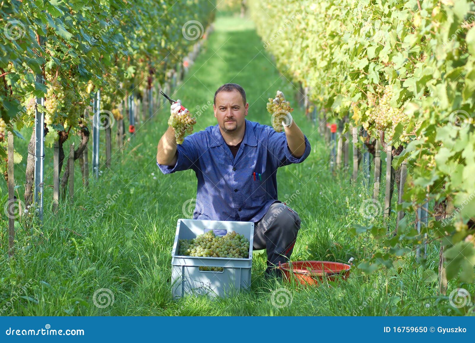 Vintner in the vineyard stock photo. Image of farming - 16759650