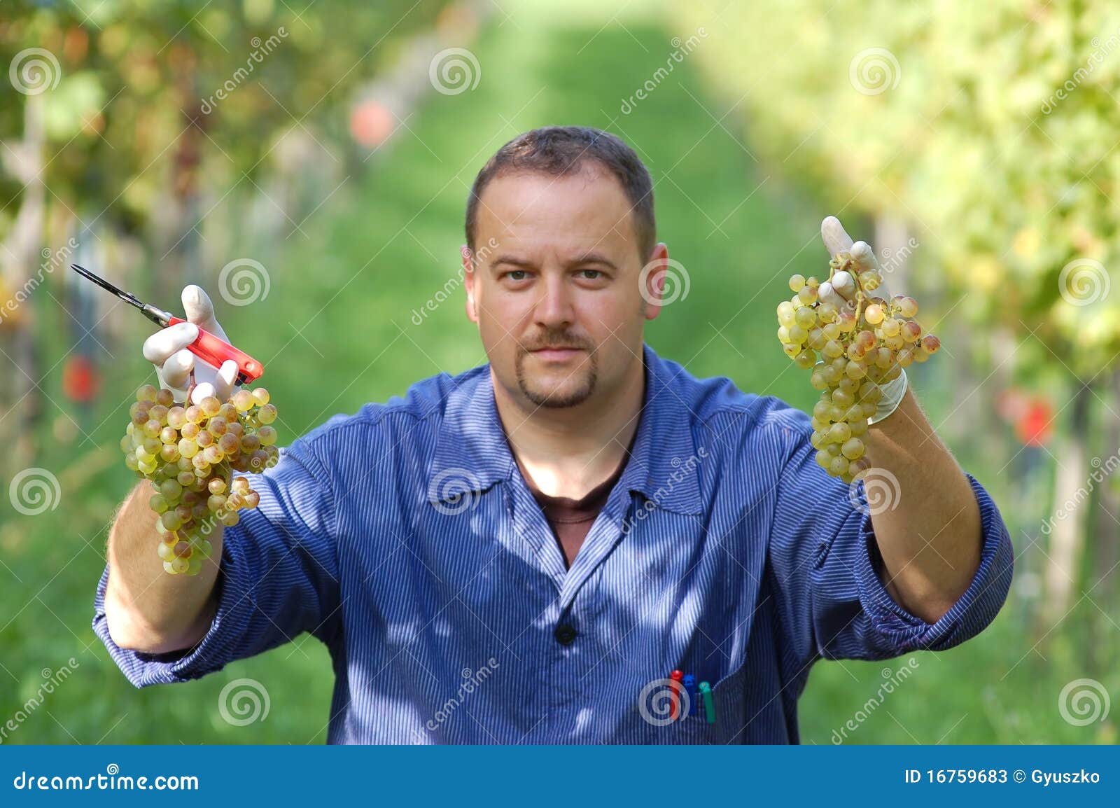 Vintner in the vineyard stock image. Image of berry, chardonnay - 16759683