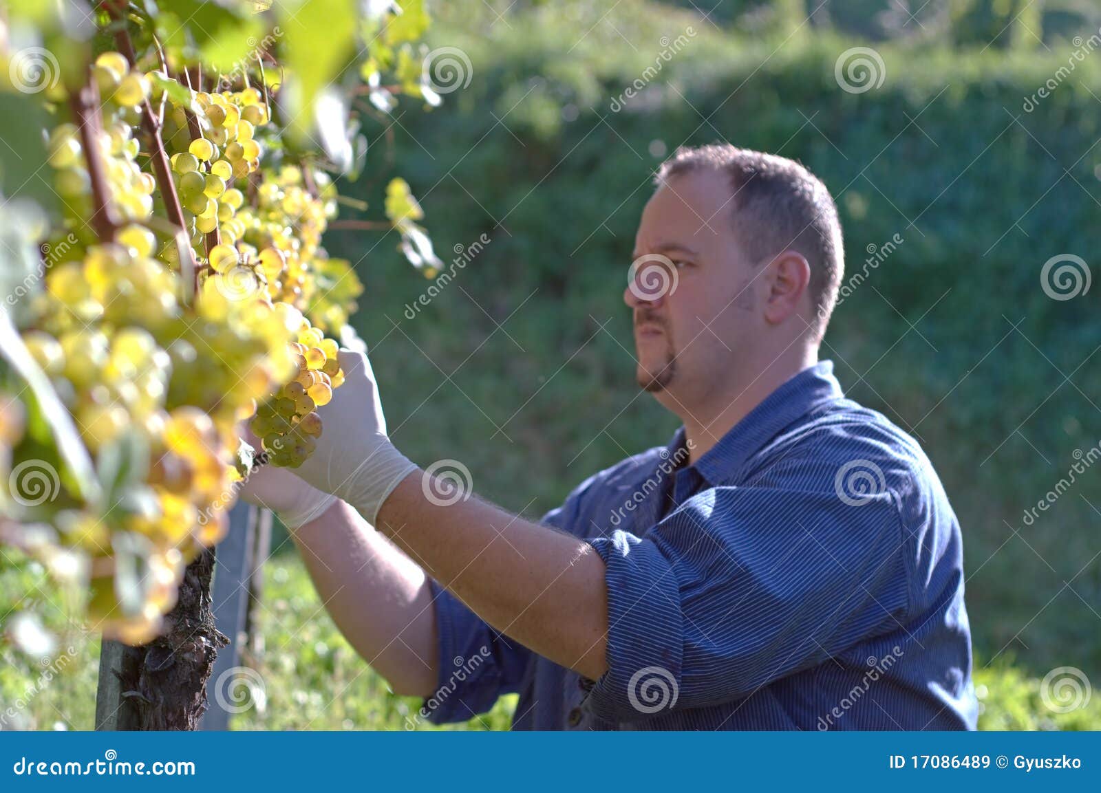 Vintner in the vineyard stock image. Image of growers - 17086489