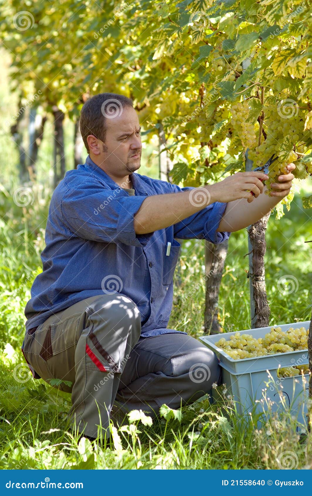 Vintner in the vineyard stock photo. Image of grocery - 21558640