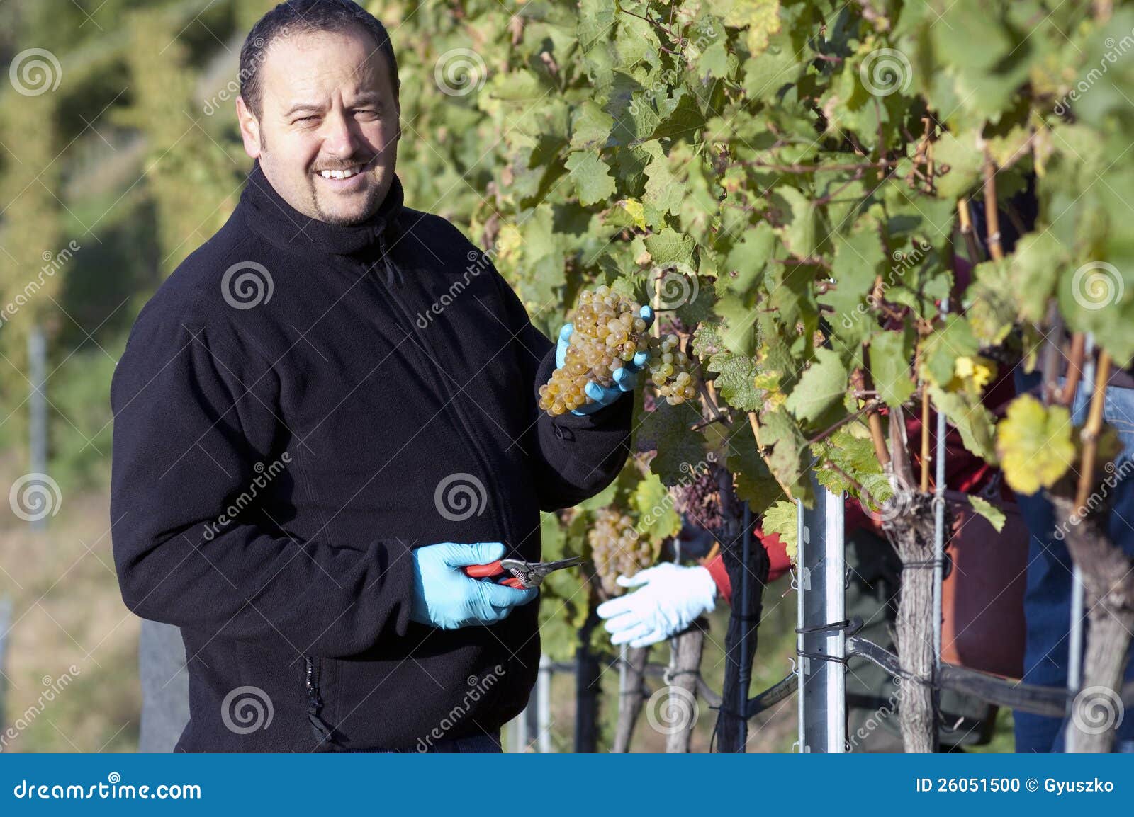 Vintner in the Vineyard stock photo. Image of artistic - 26051500