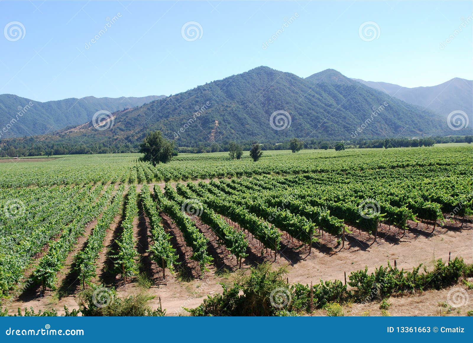Vinyard stock image. Image of chile, vinyards, industry - 13361663
