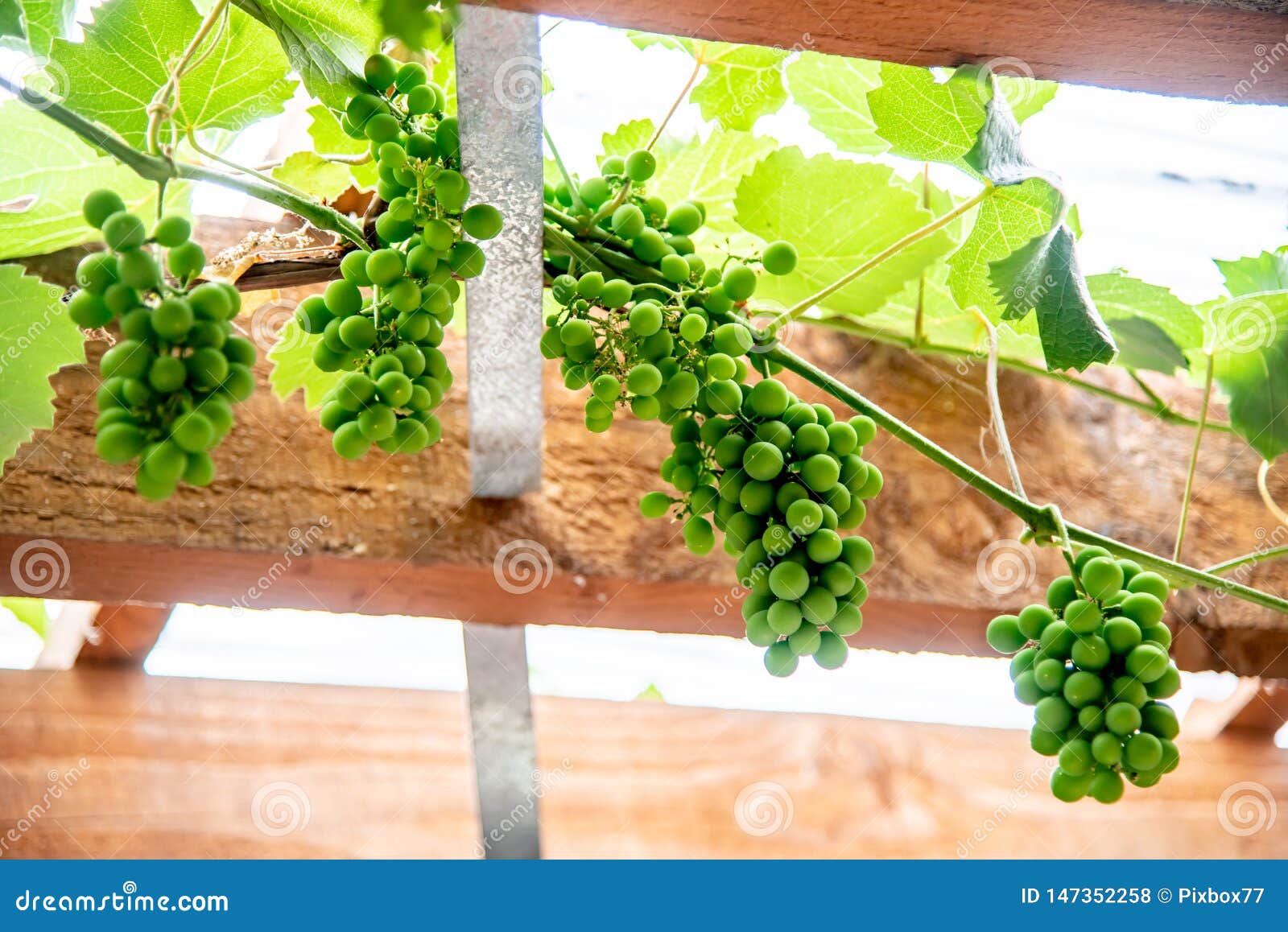 Vinyard and Grape Hang on Timber Ceiling Stock Photo - Image of plant ...