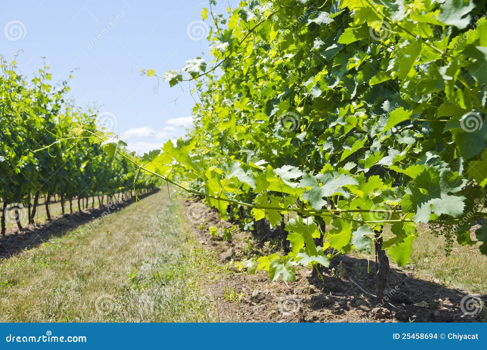 Vinyard Landscape stock photo. Image of landscape, countryside - 25458694