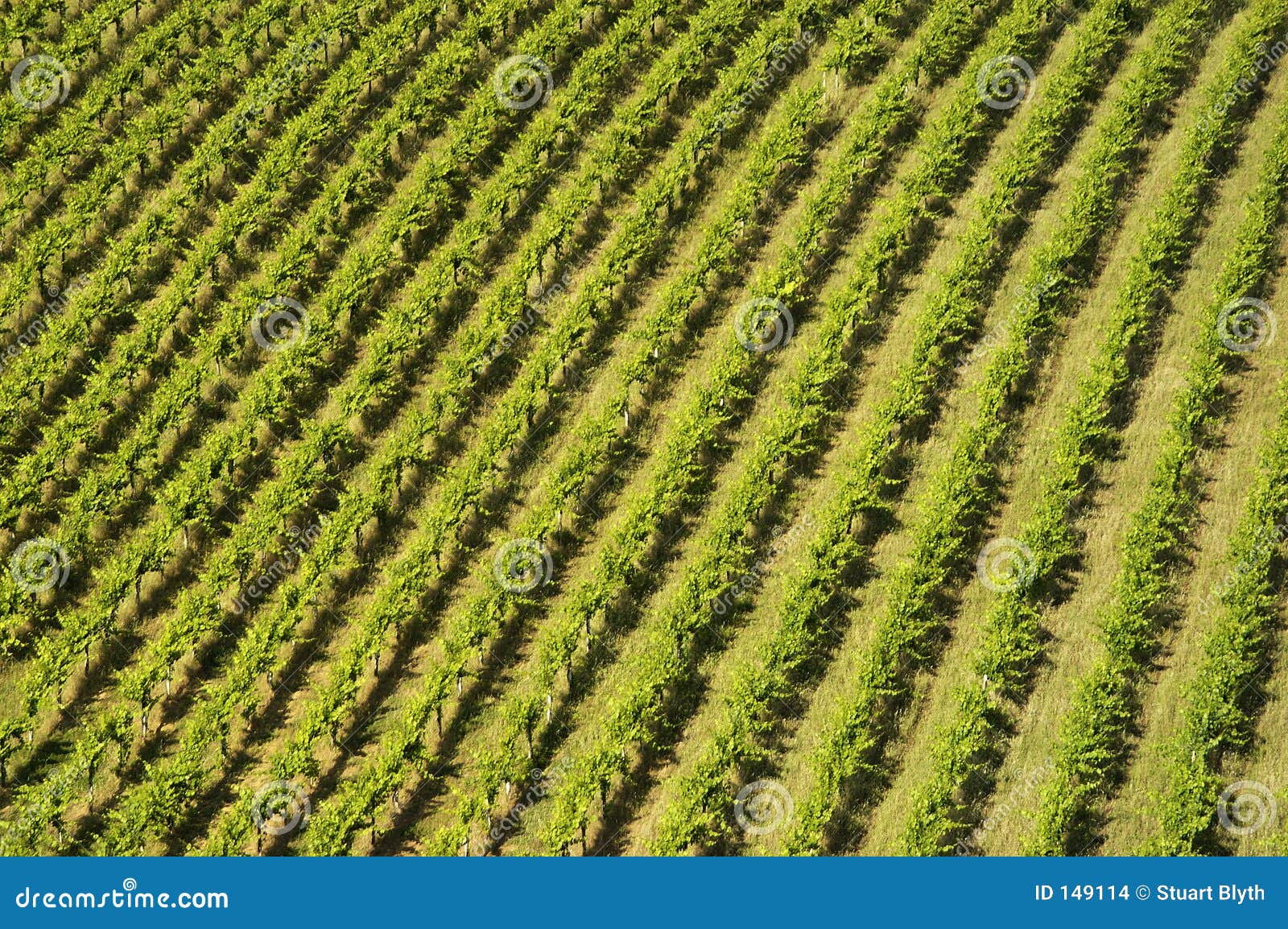 Vinyard lines stock photo. Image of champagne, italy, column - 149114