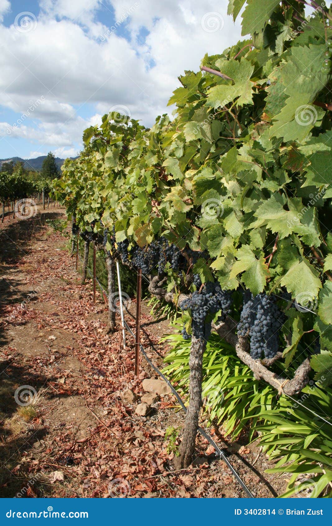 Vinyards stock photo. Image of plant, juice, wine, beverage - 3402814