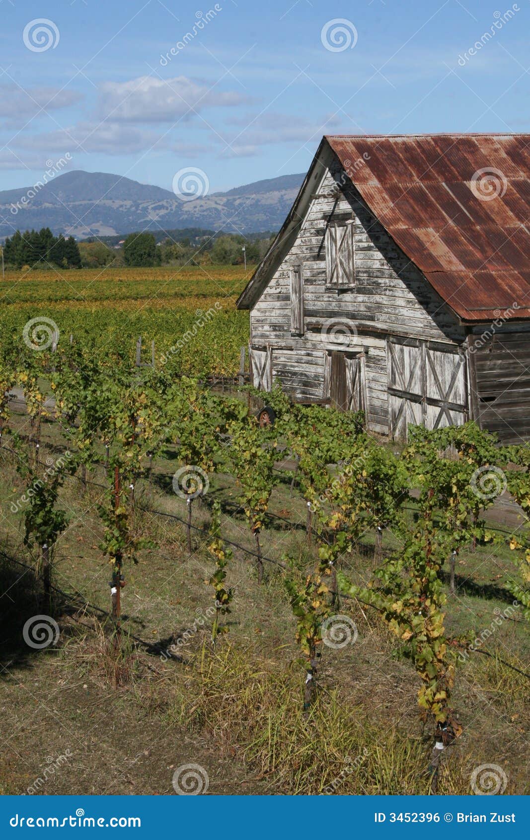 Vinyards stock photo. Image of fall, nature, barn, ripe - 3452396