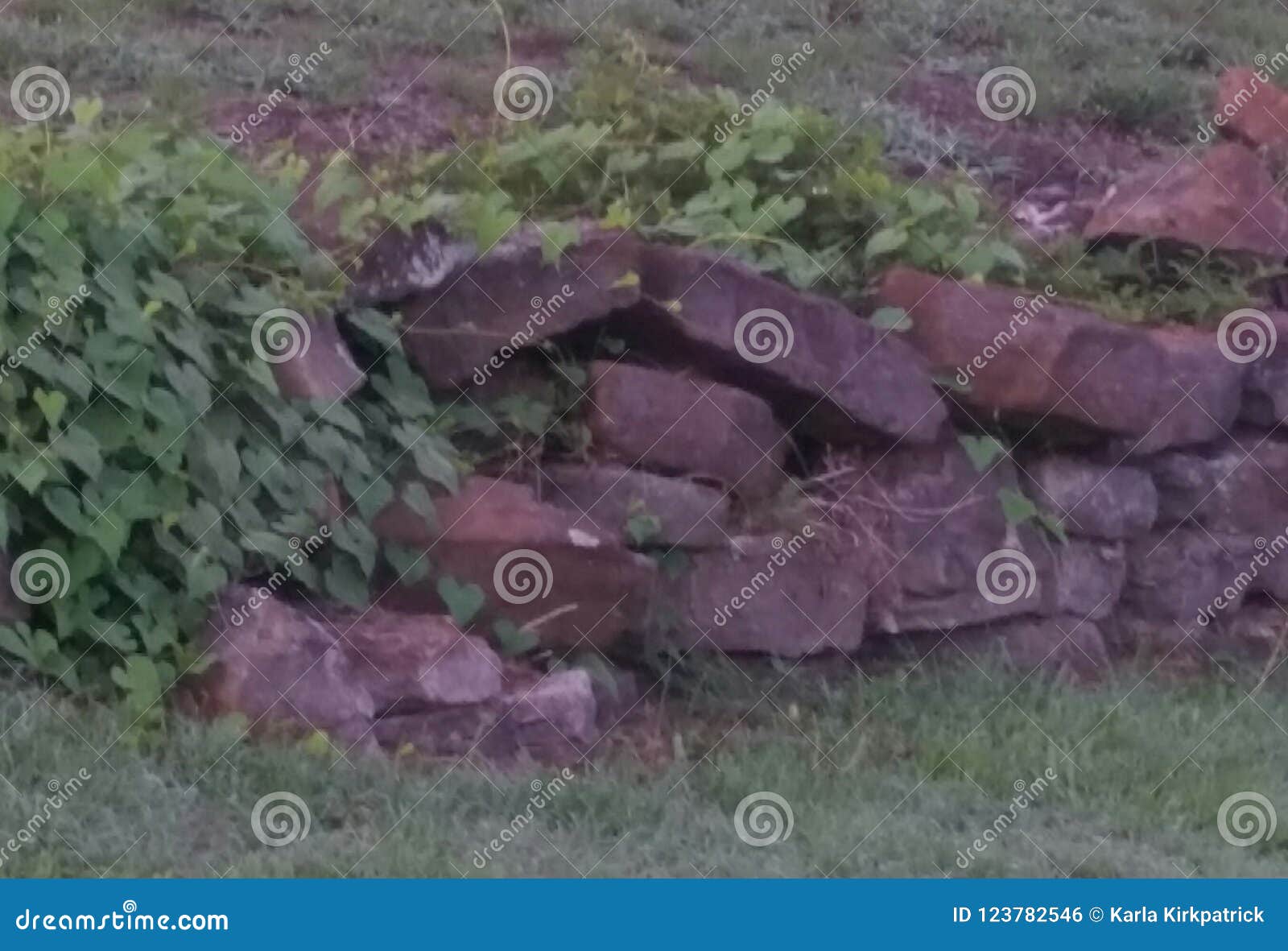 Vine rock wall stock photo. Image of stones, wall, vine - 123782546