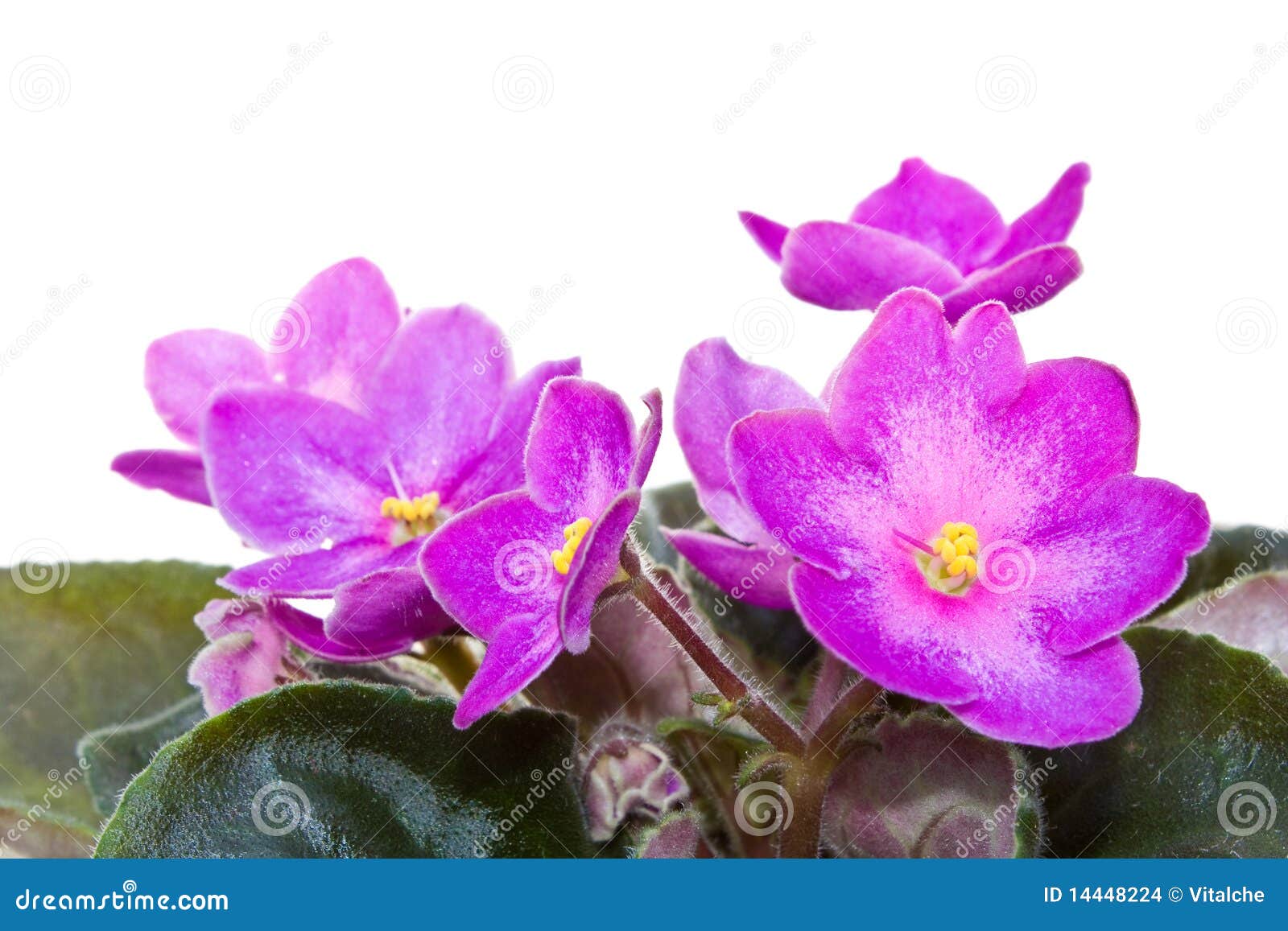 Viola stock photo. Image of bunch, pink, isolated, close - 14448224