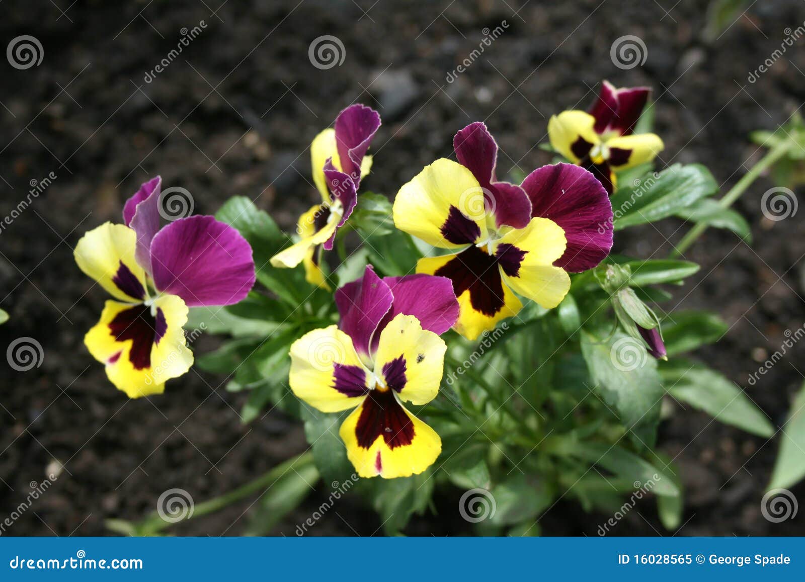 Viola immagine stock. Immagine di fioritura, bello, verde - 16028565
