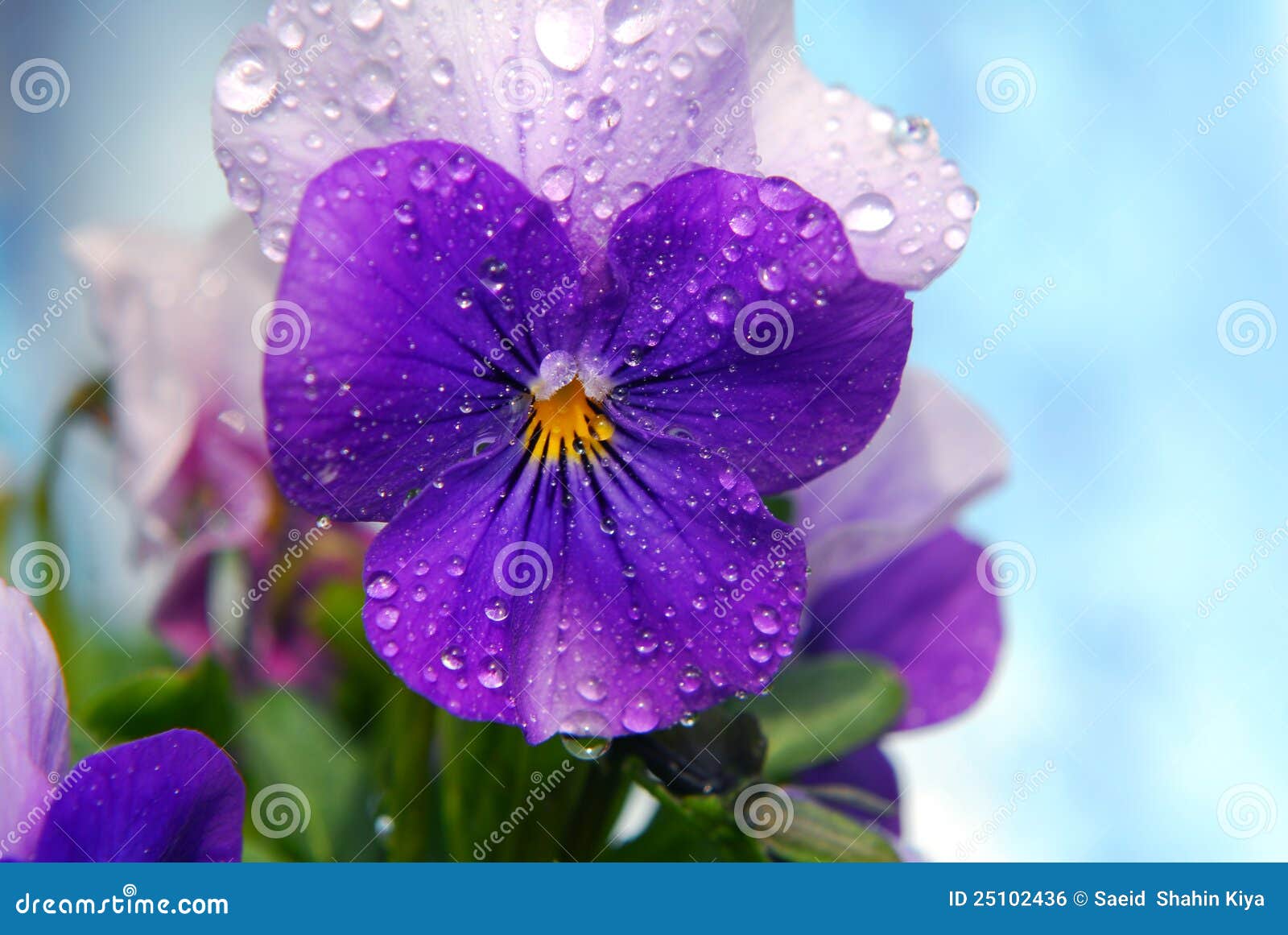 Viola stock photo. Image of plant, blue, botanic, botanical - 25102436