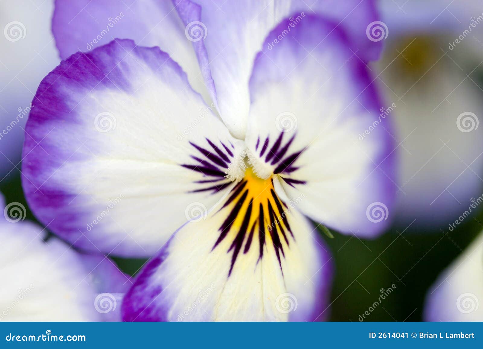 Viola stock image. Image of blue, viola, flora, colour - 2614041