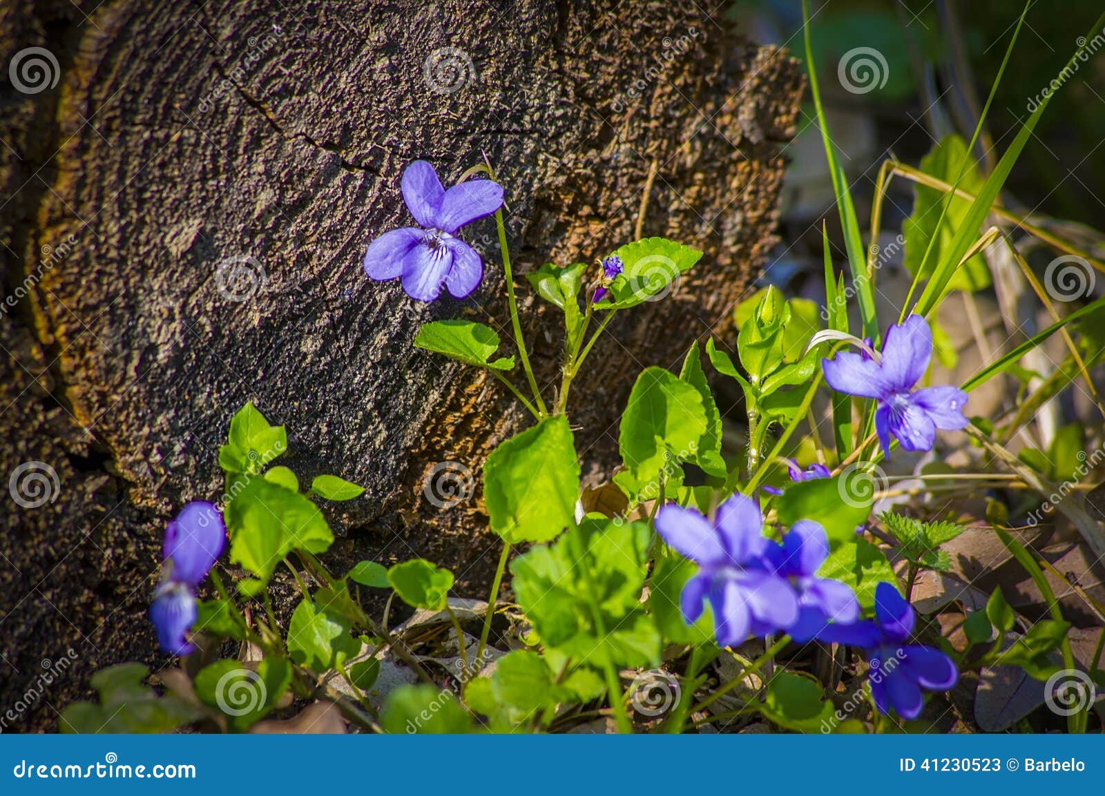Viola immagine stock. Immagine di giardino, botanico - 41230523