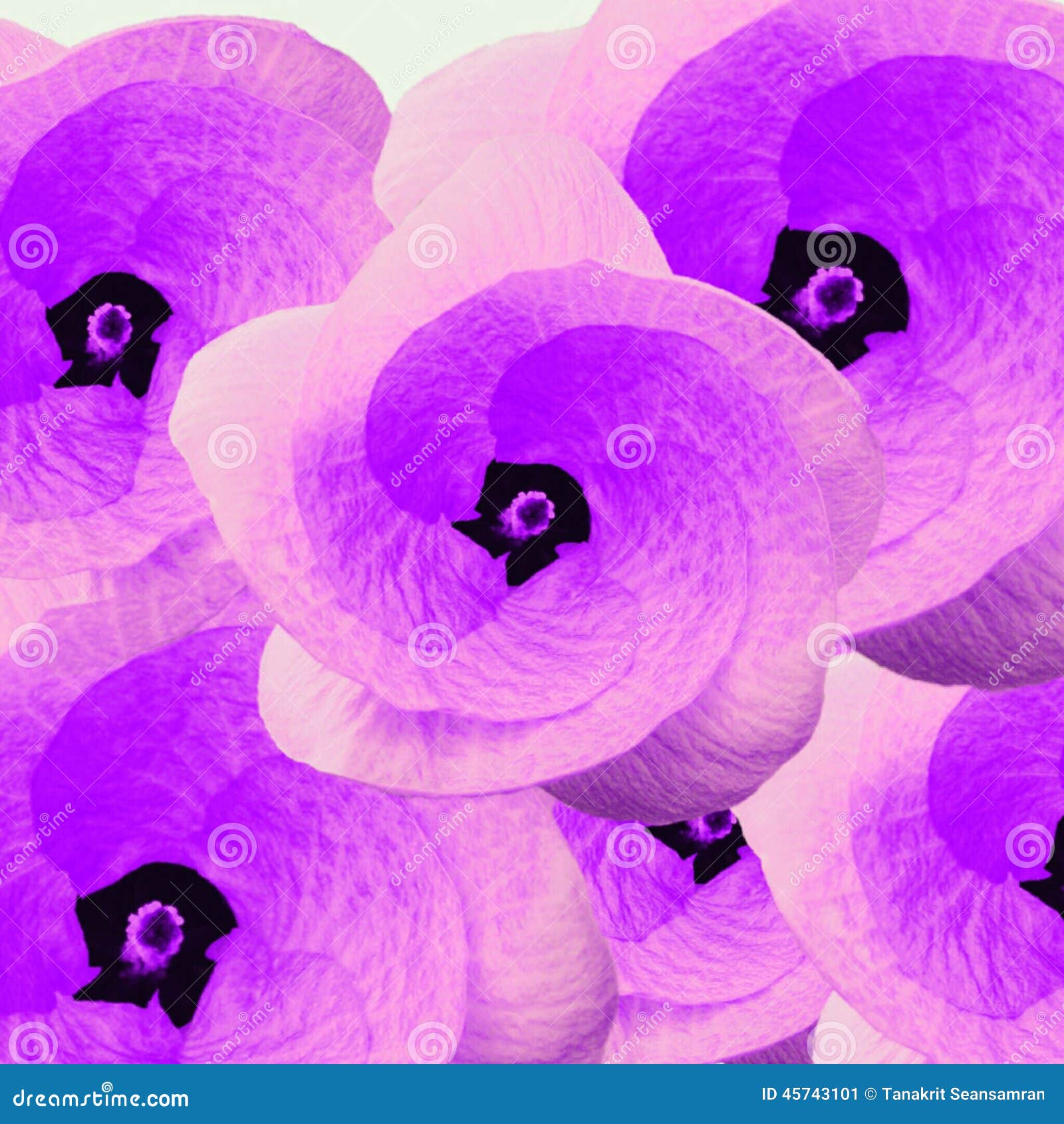 Viola immagine stock. Immagine di sfondo, viola, fiore - 45743101