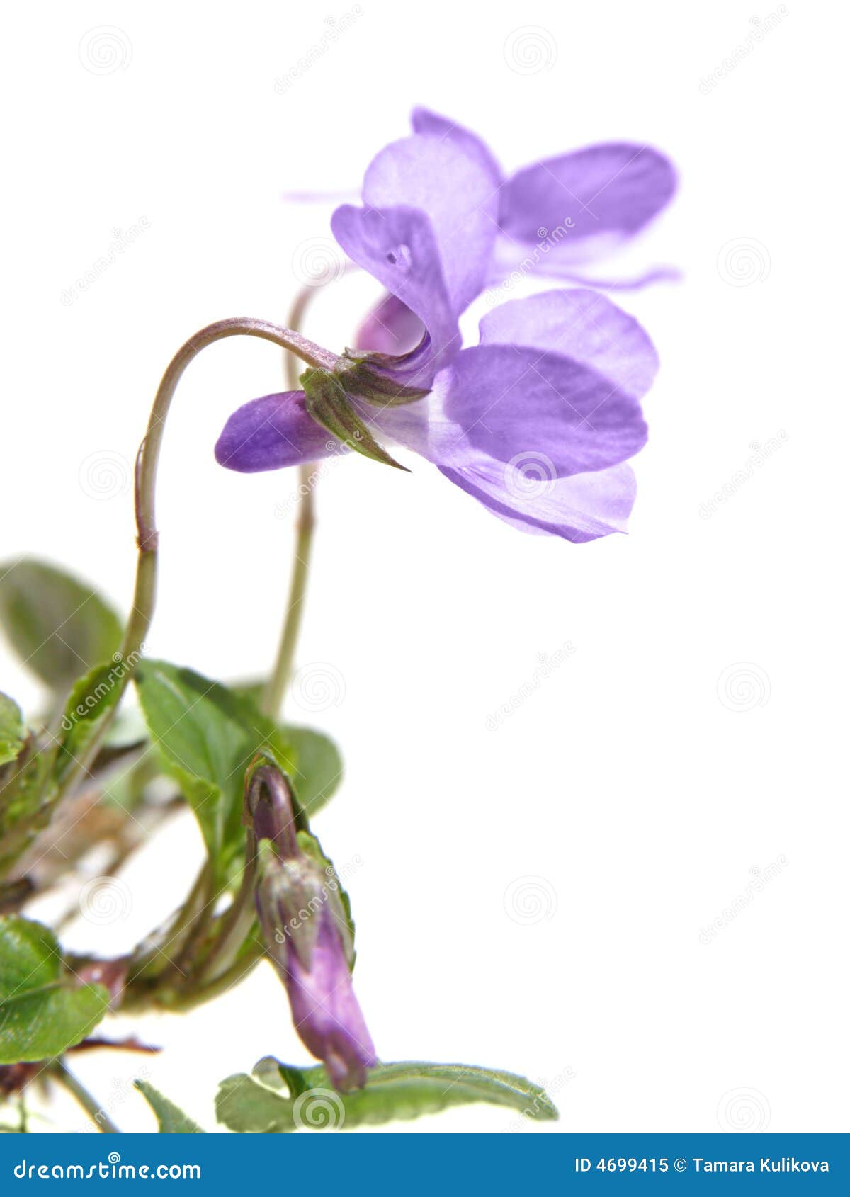 Viola stock image. Image of season, isolated, close, macro - 4699415