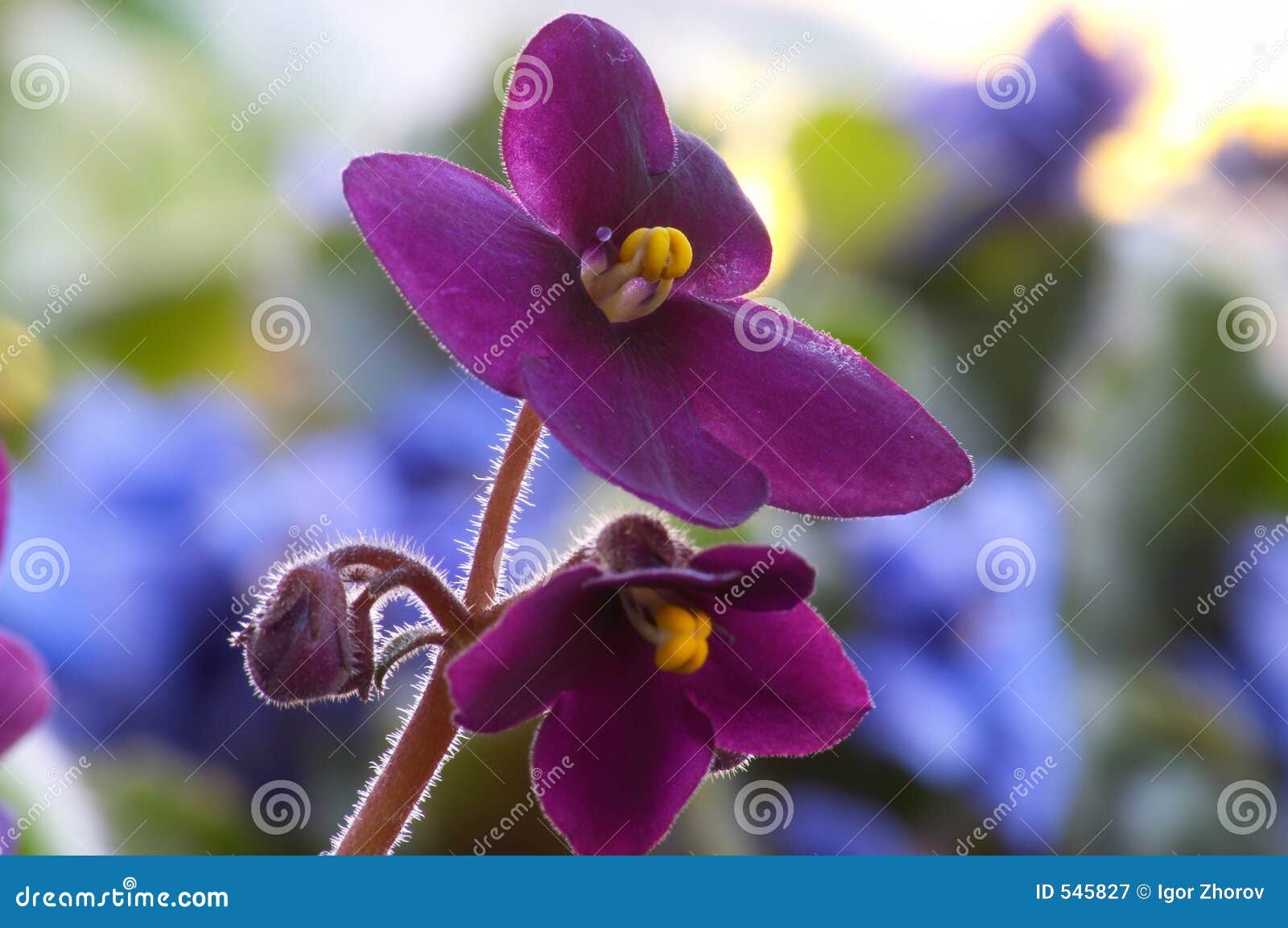 Viola africana #2 immagine stock. Immagine di africano - 545827