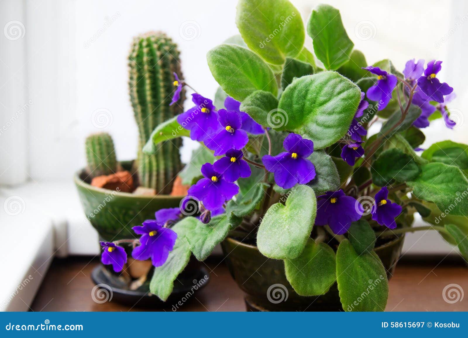 Viola Africana E Cactus Conservati in Vaso Immagine Stock - Immagine di ...