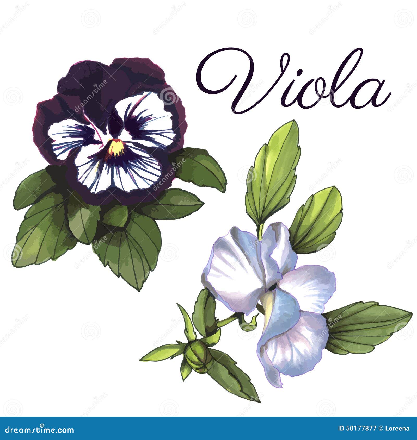 Viola Aquarellblumenhintergrund, Satz Von Zwei Vektor Abbildung ...