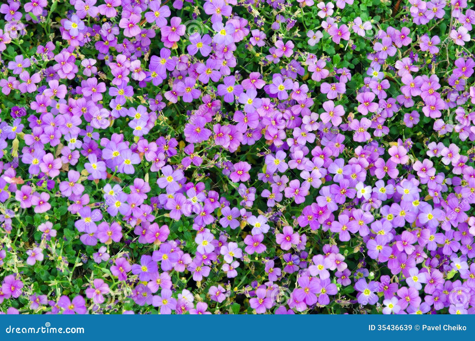 Viola calcarata stock image. Image of violet, botany - 35436639