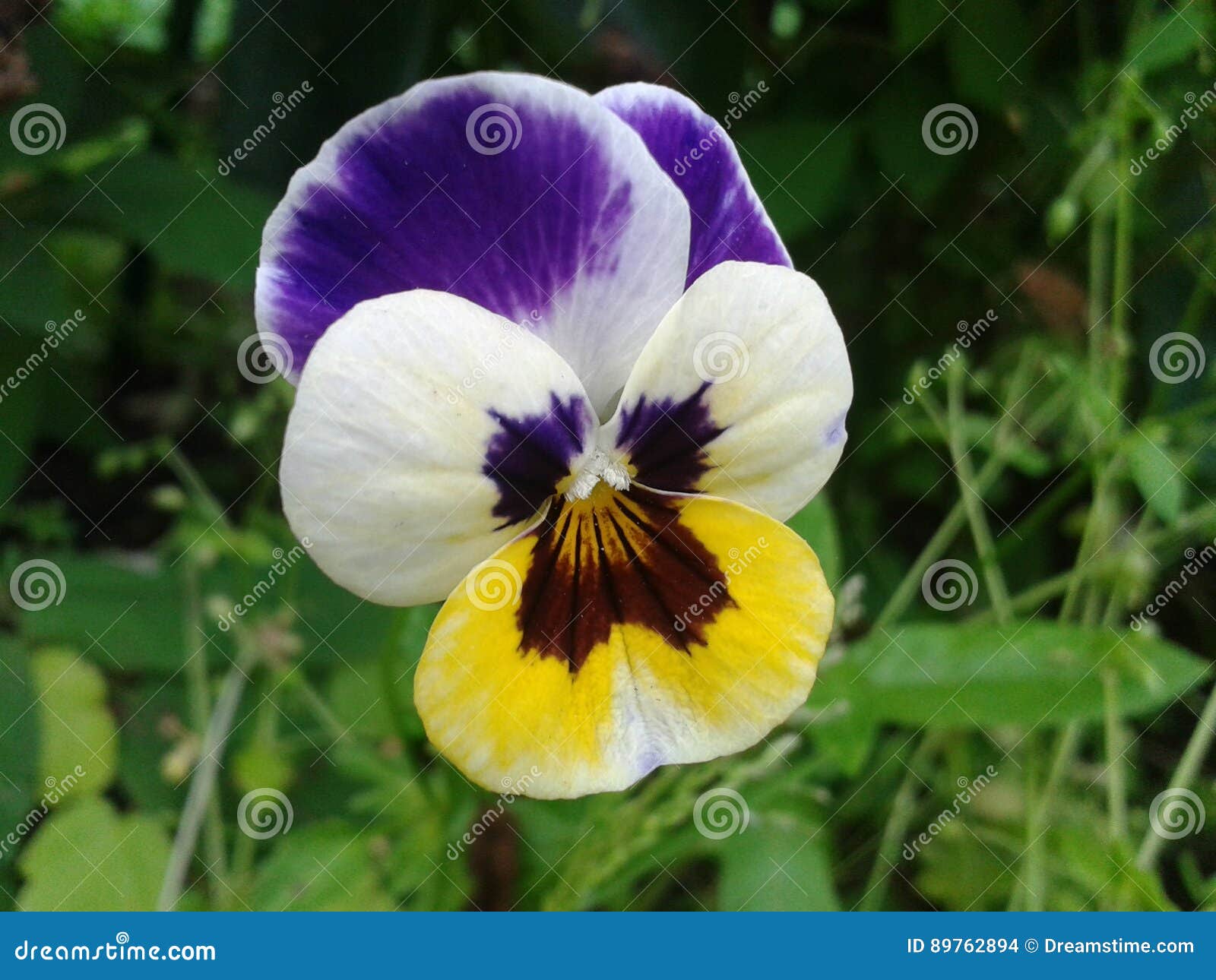 Viola. stock photo. Image of garden, plants, colorfulviola - 89762894