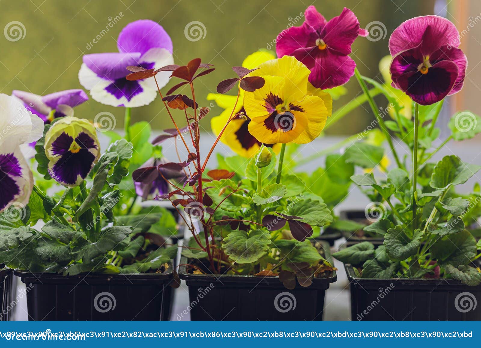 Viola Comestible Microgreens Vegetariano Crudo Comida Saludable. Foto ...