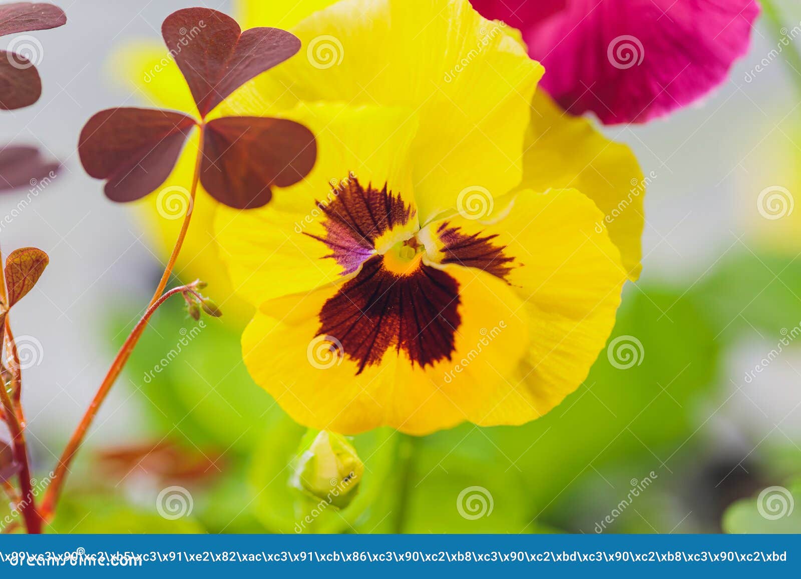 Viola Comestible Microgreens Vegetariano Crudo Comida Saludable. Foto ...